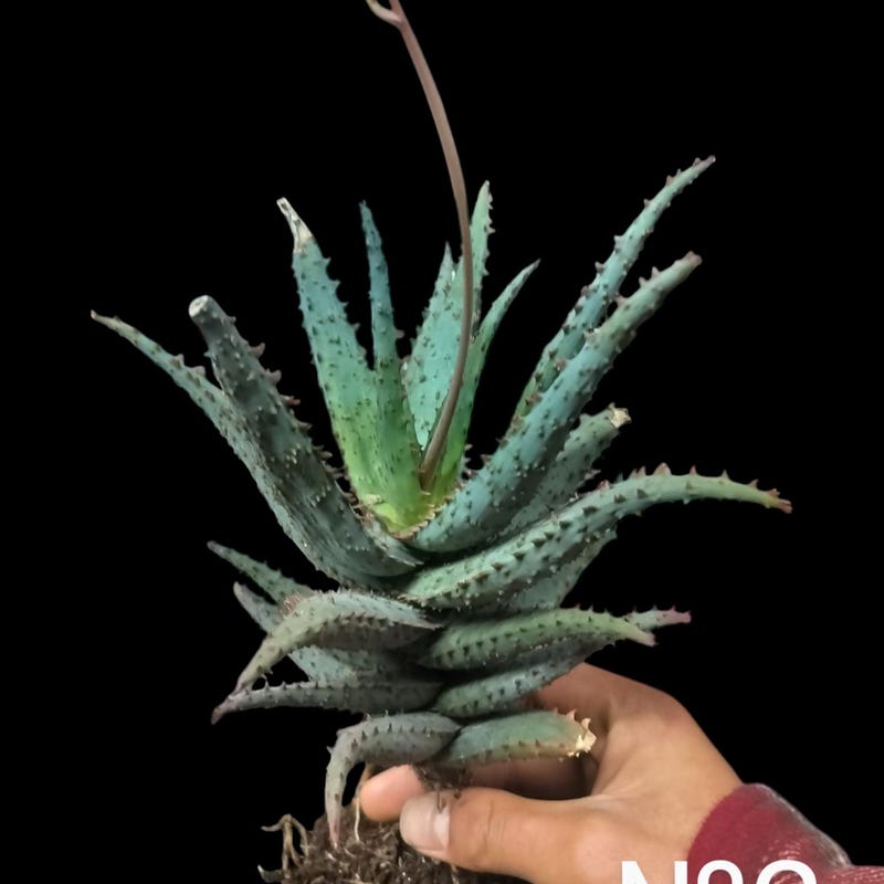 Aloe Hybrid - Etsy