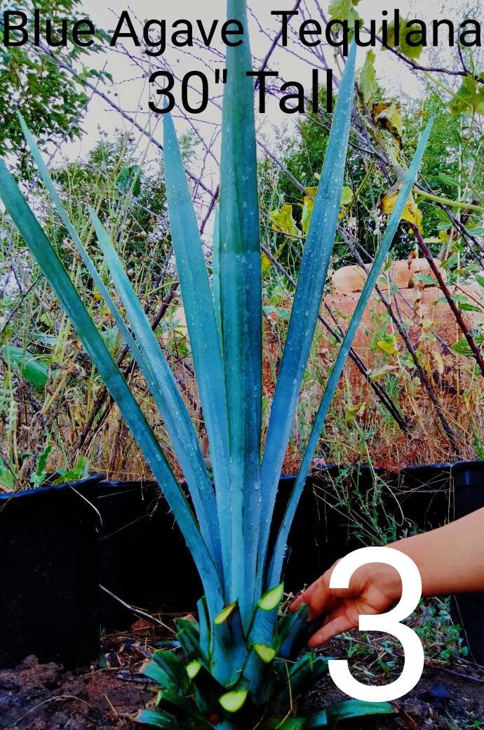 XL Agave Tequilana, Blue Agave, Tequilana Azul, Weber’s Blue Agave ...