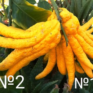 Exotic Buddha's Hand Tree, Fingered Citron| Scion, Buddha Hand Fruit ...