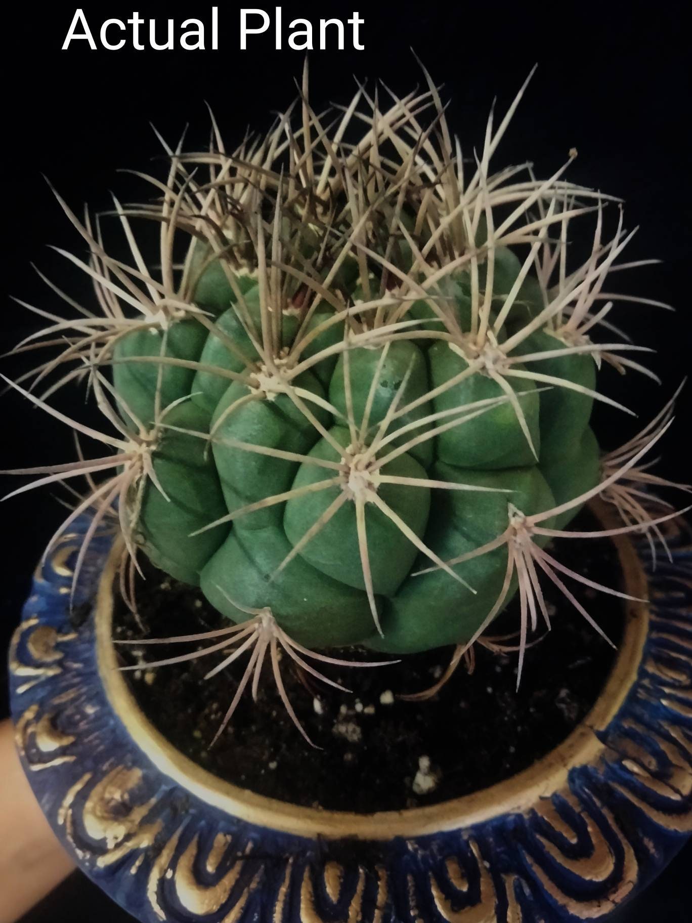 Gymnocalycium Saglionis Giant Chin Cactus a Globular Cactus - Etsy