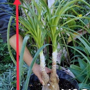 Extra Large Ponytail Palm. Stunning Bulboustrunk & Lush Long Curly ...