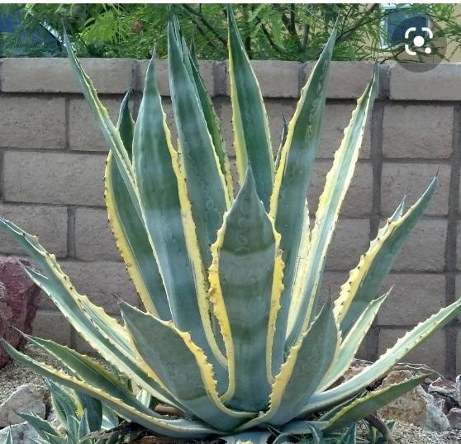 Zone 8 Plant, XL Agave Americana 'marginata' Variegated Century Plant ...