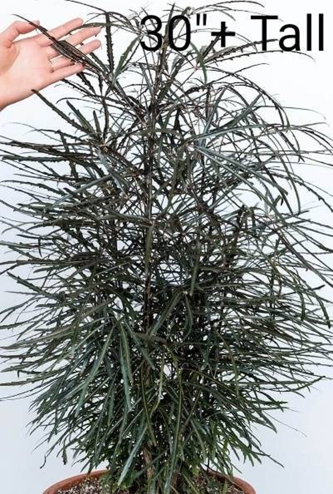 Plerandra Elegantissima, Houseplant Save for Cats & Dogs, False Aralia ...