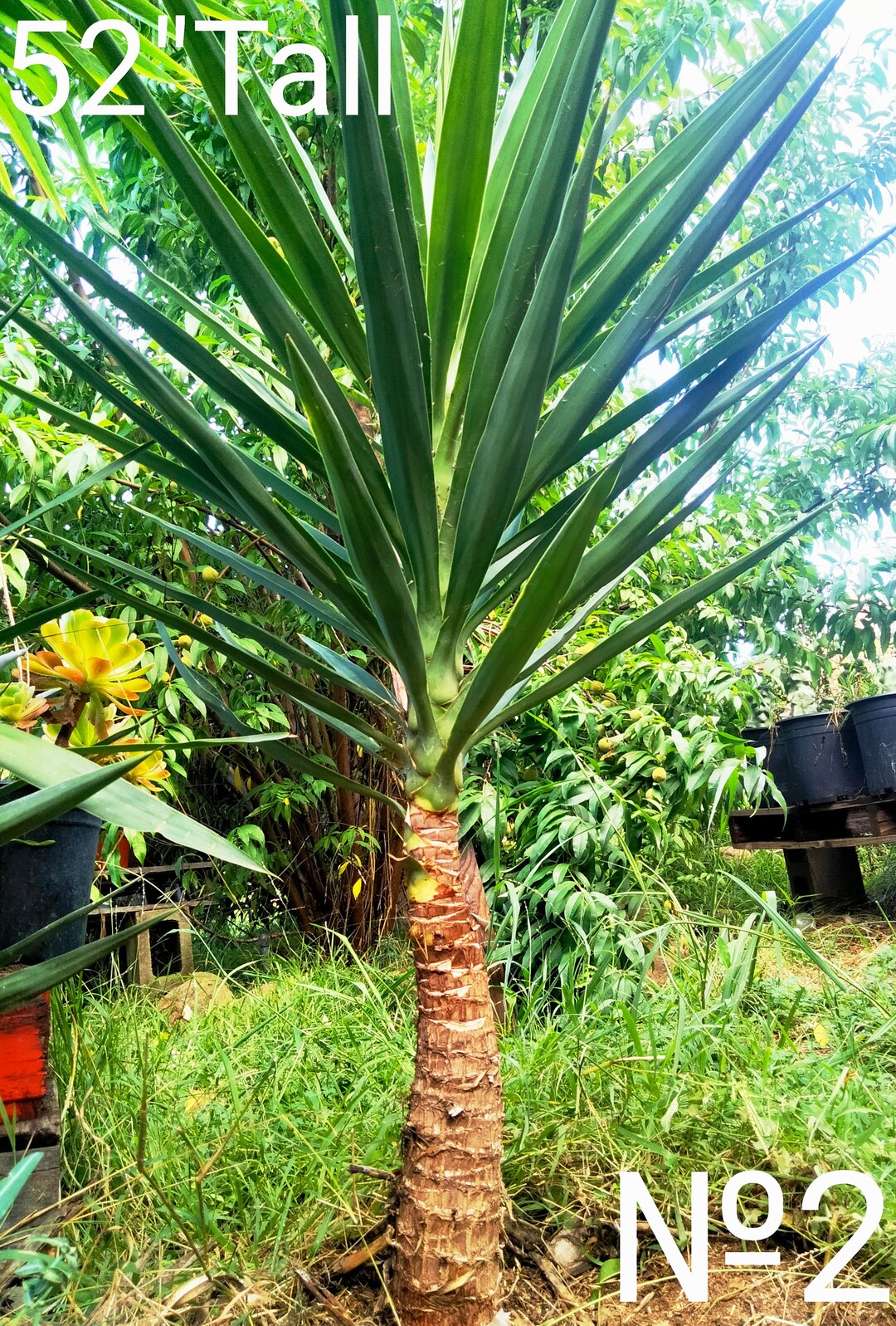 Yucca Schidigera, Soft Tip Yucca, Spanish Bayonet, Spanish Dagger, Soap ...