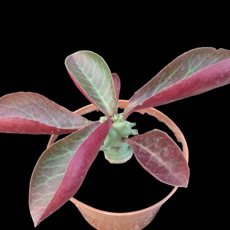 Spectabilis - Etsy
