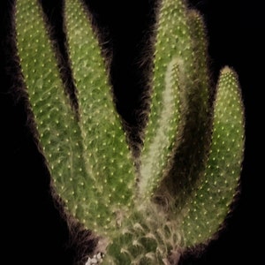 Opuntia Erinacea Ursine Snow Cactus, Hairy Roger, Snow Fuzzy, Soft and ...
