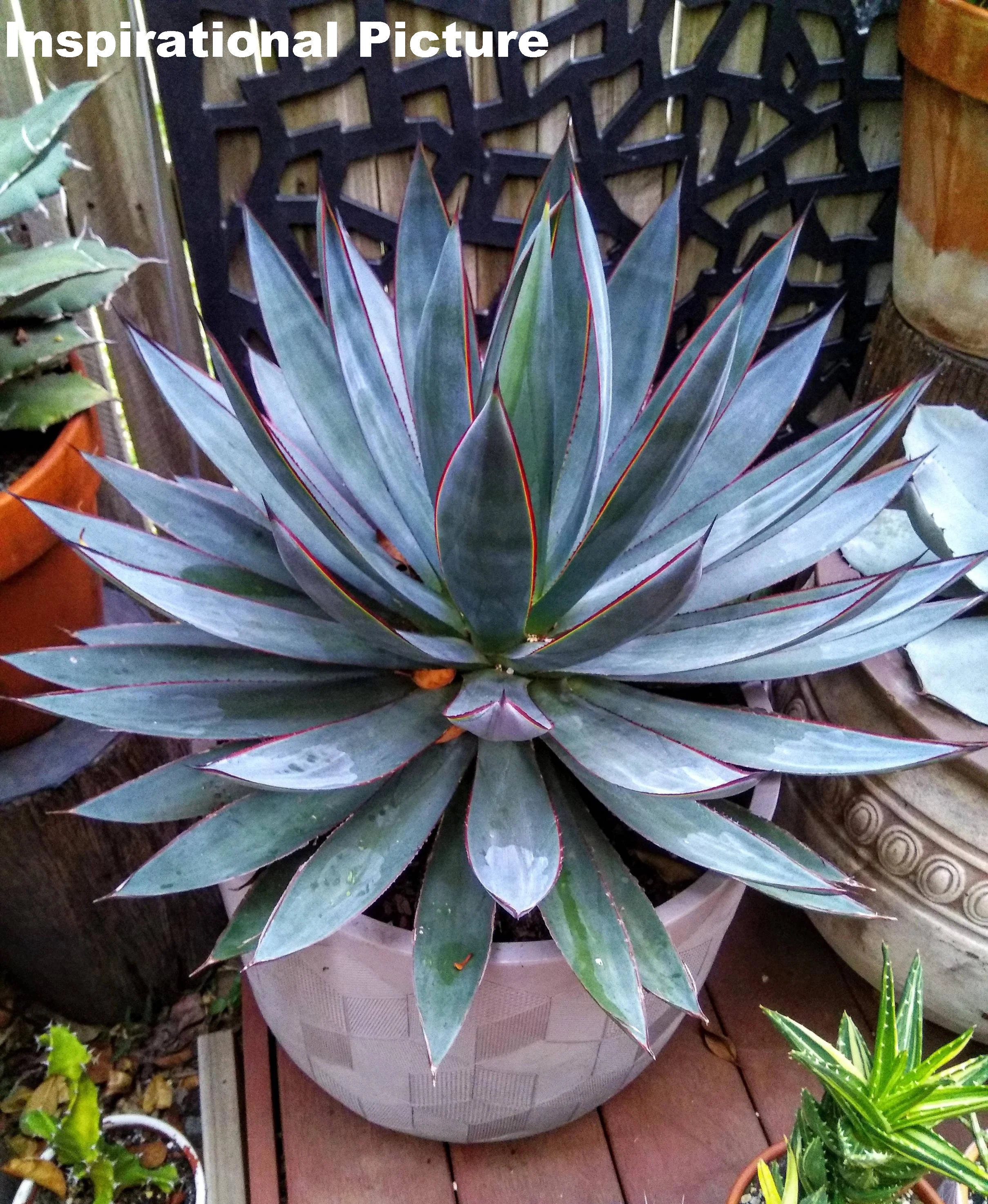 Agave Blue Color Agave Blue Glow, Smooth Blue Green Leaves. Dramatic