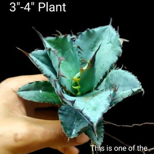 Agave Titanota Black and Blue, Rare Collector Agave. USDA Hardiness ...