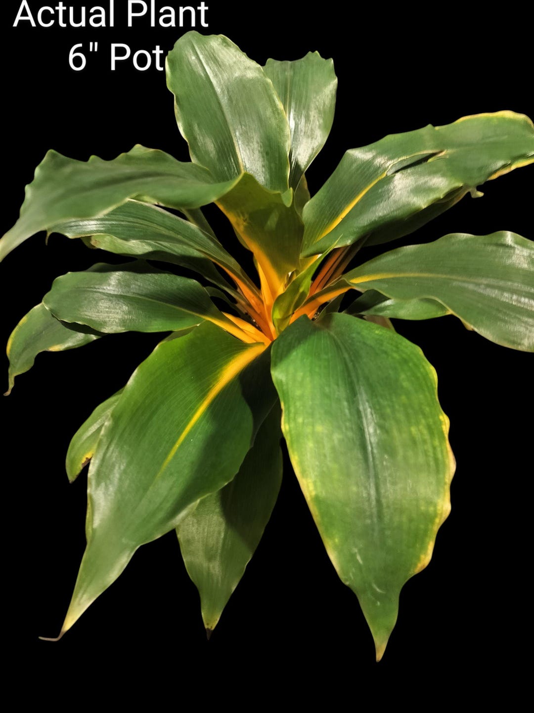 Chlorophytum Fire Flash Plant, Chlorophytum Orchidastrum - Etsy