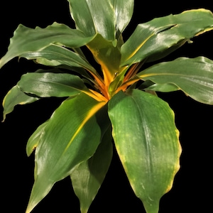 Chlorophytum Fire Flash Plant, Chlorophytum Orchidastrum - Etsy