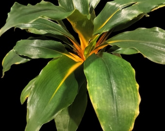 RARE Fire Flash Mandarin Spider Plant - Chlorophytum Orchidastrum - Air ...
