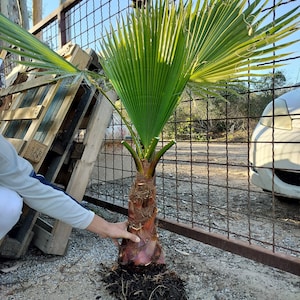 Washingtonia Robusta, Mexican Fan Palm, the Skyduster Palm, Fast ...
