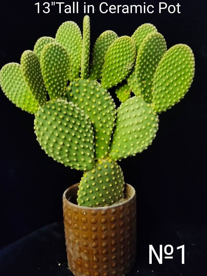 Opuntia Microdasys Rufida, Angel Wings, Bunny Ear Cactus Plant , in a ...