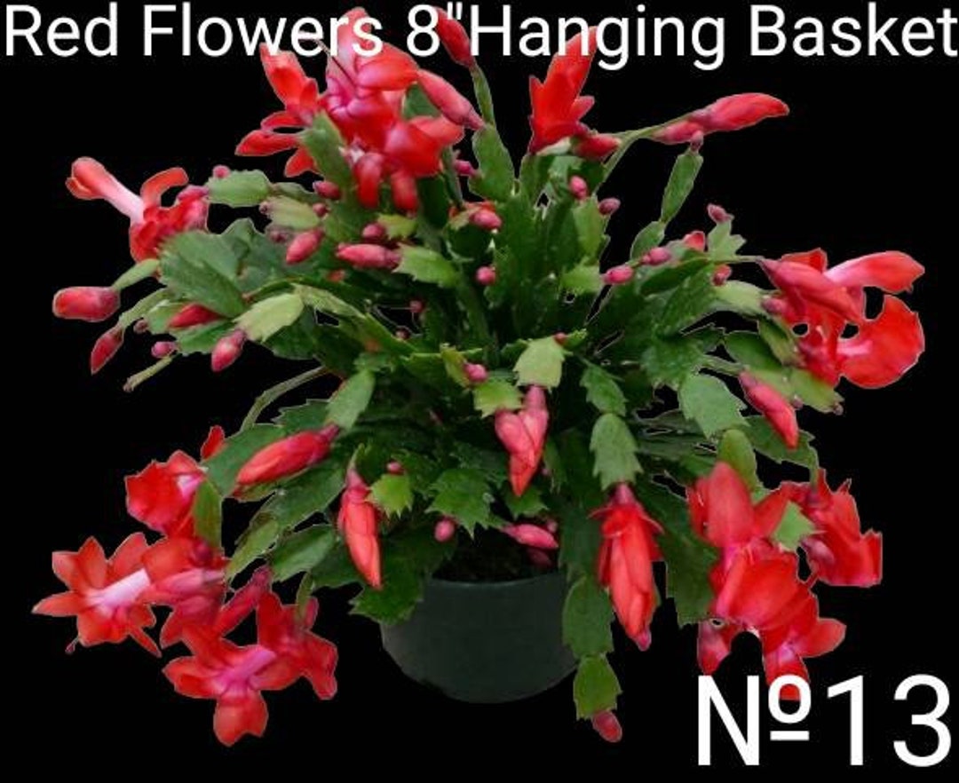 Schlumbergera Bridgesii, Christmas Cactus, Holiday Cactus, Tubular ...