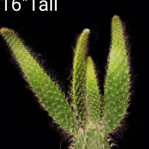 Opuntia Erinacea Ursine Snow Cactus, Hairy Roger, Snow Fuzzy, Soft and ...