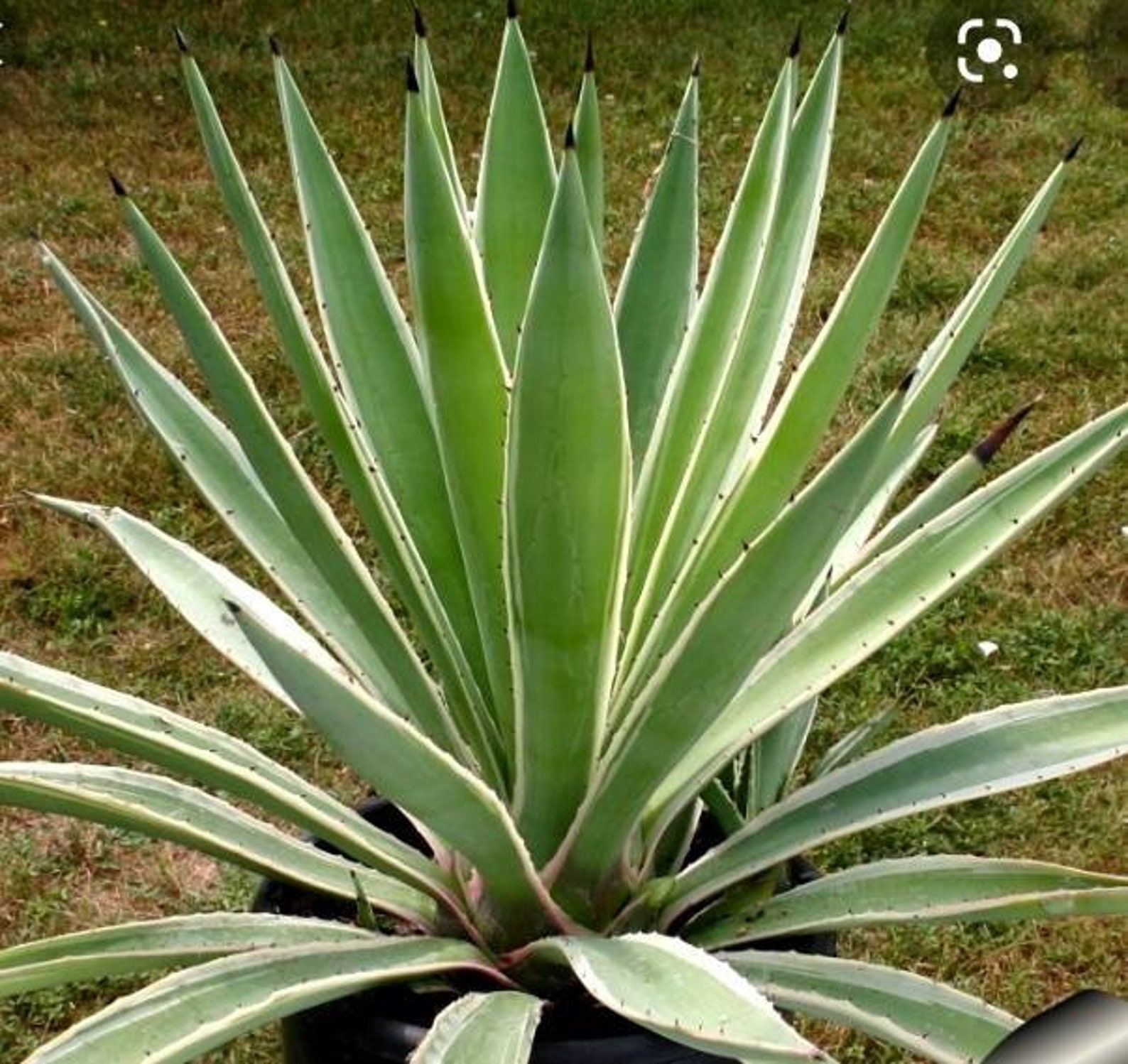 XL Agave Angustifolia Variegated Caribbean Agave Espadilla - Etsy