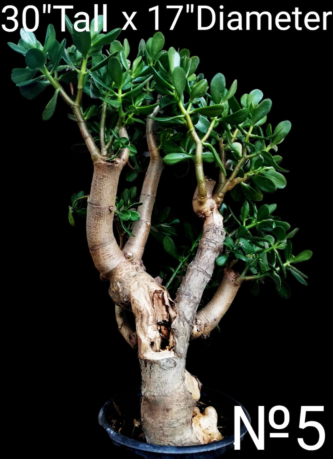 Exotic Jade, Crassula Ovata, Lucky Plant, Money Plant, Money Tree ...