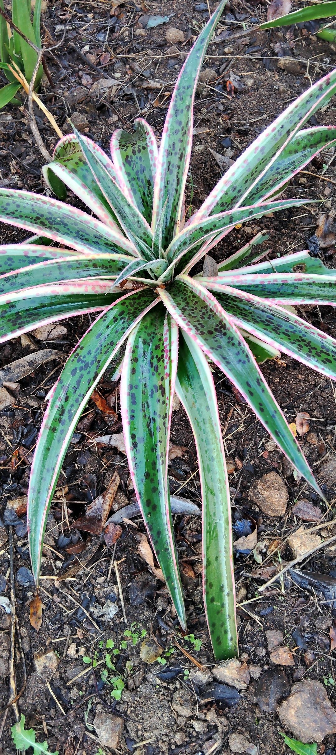 Rare Succulent 'snow Leopard' Mangave, Variegated Spot of 'jaguar' Long ...