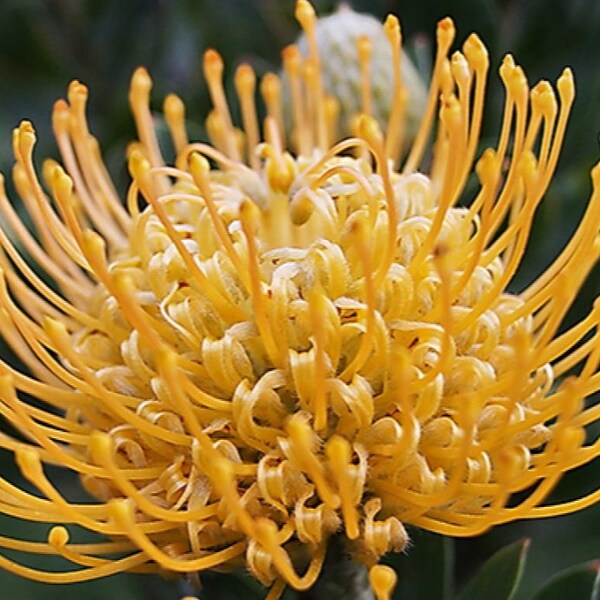 Protea - Etsy