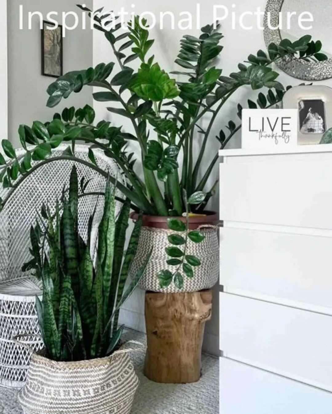 ZZ Plant, Zamioculcas Zamiifolia, Zeze, Zanzibar Gem Tree, Aroid Palm ...