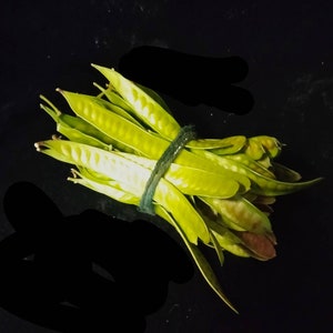Guaje Beans, Leucaena Leucocephala, Lead Wood, River Tamarind, Uaxim ...