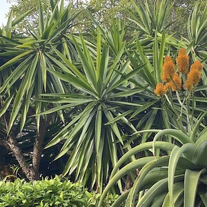 Yucca Schidigera, Soft Tip Yucca, Spanish Bayonet, Spanish Dagger, Soap ...