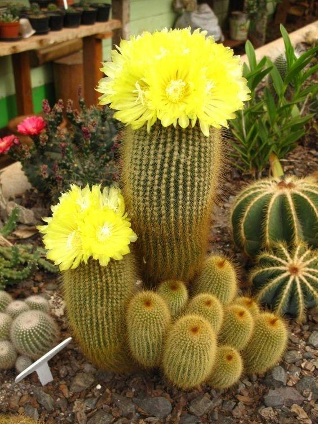 Parodia Notocactus Leninghausii, Golden Ball, Golden Ball Cactus, Lemon ...