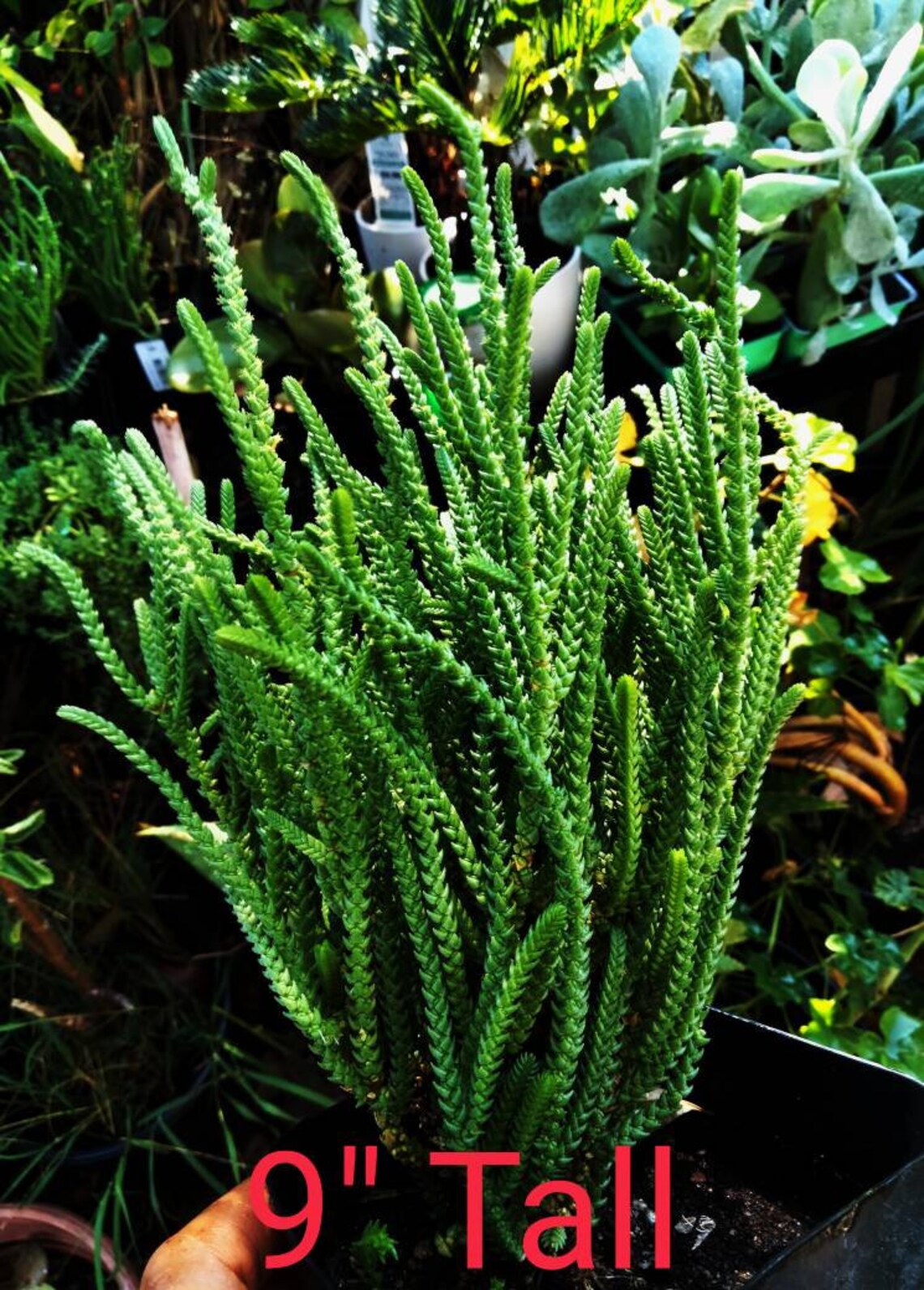 Lizard's Tail ,watch Chain Succulent Plant, Crassula Muscosa. USDA Zone ...