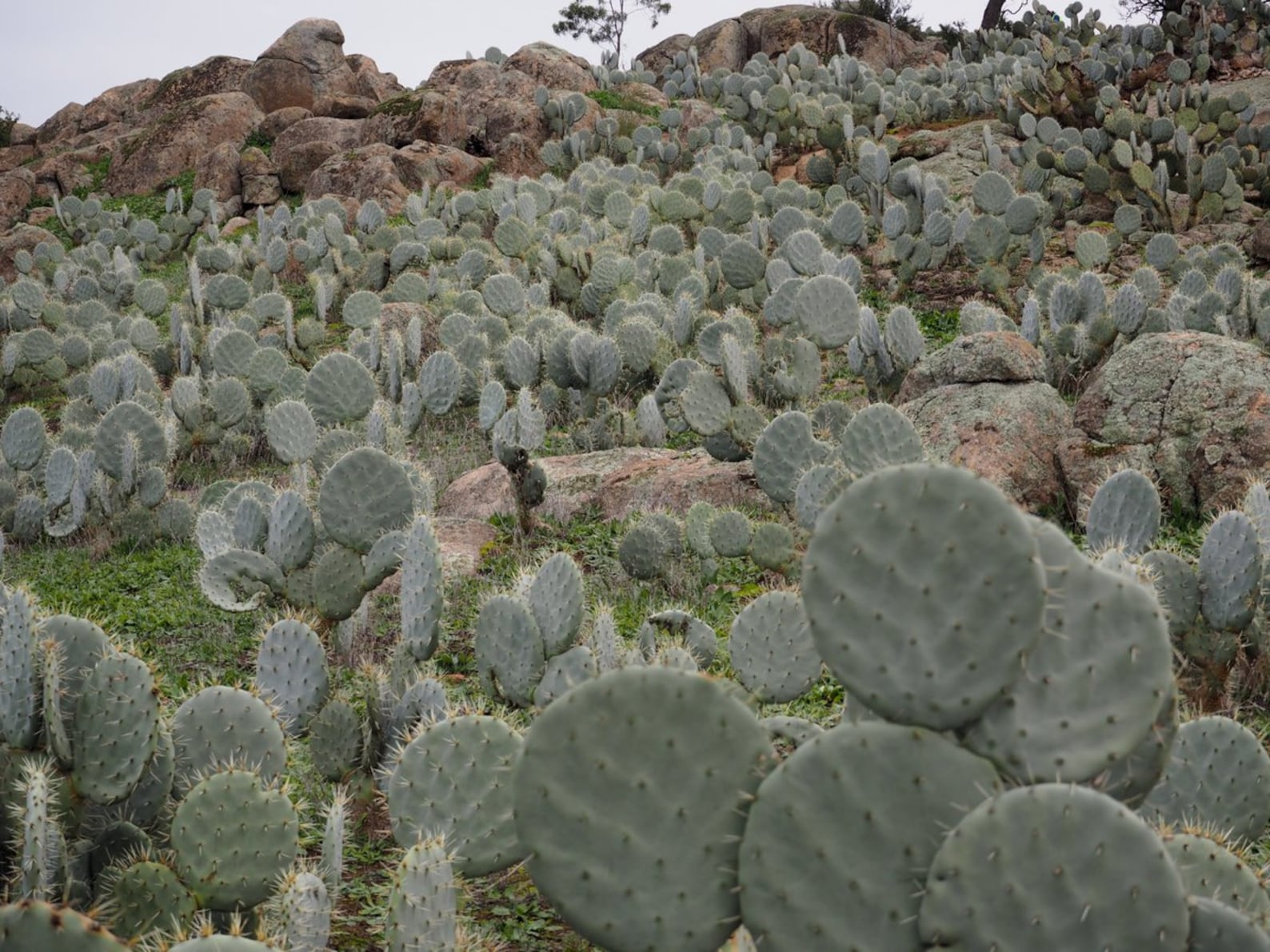 XL Opuntia Robusta Silver Dollar Dinner Plate Nopal Tapon - Etsy