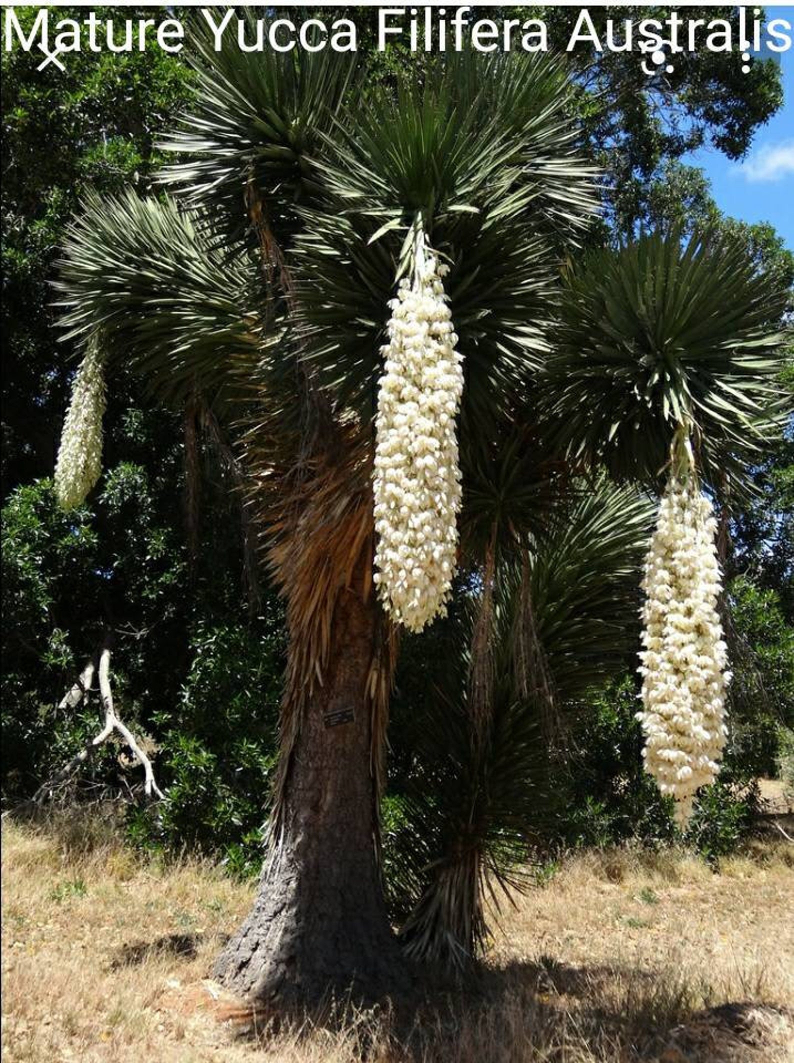 Sleek Modern Yucca Filifera Australis, Beautiful Tall, Heavily Branched ...