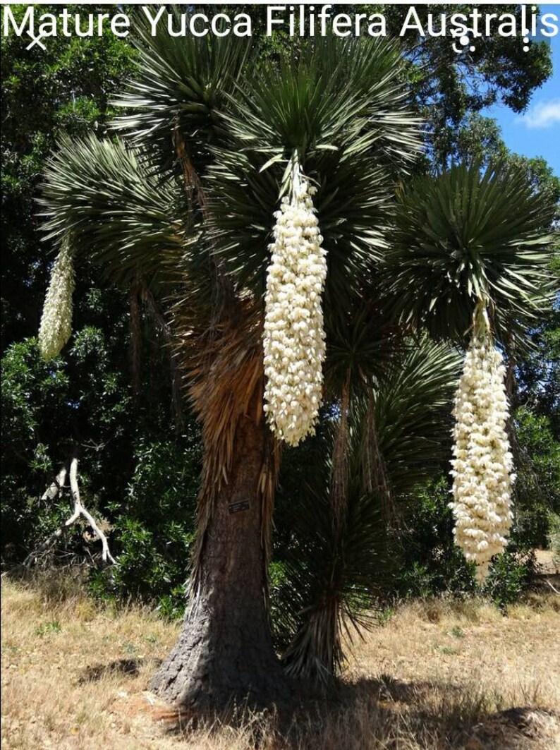 Sleek Modern Yucca Filifera Australis, Beautiful Tall, Heavily Branched ...