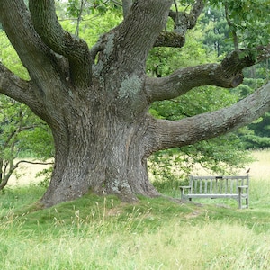 Stubby Bonsai, 2-4 Years Old, Shipped Bareroot, Ash Trees 'lightning ...