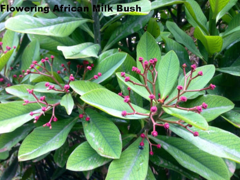 Red & Green African Milk Bush, African Poinsettia, Euphorbia Synadenium ...