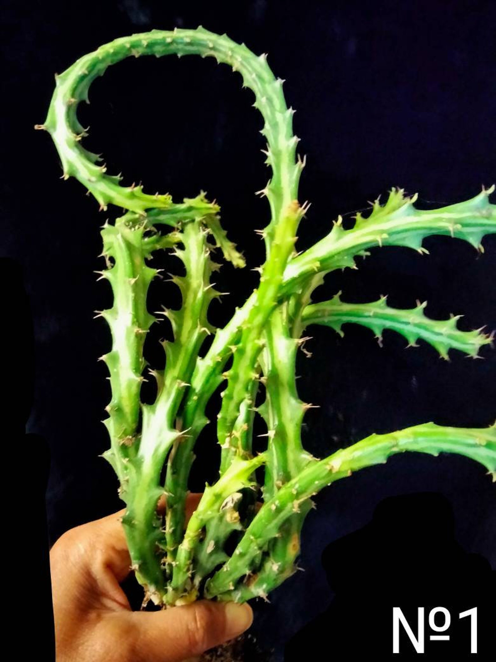 Euphorbia Knuthii Dwarf Spiny Succulent Shrublet. Roots - Etsy