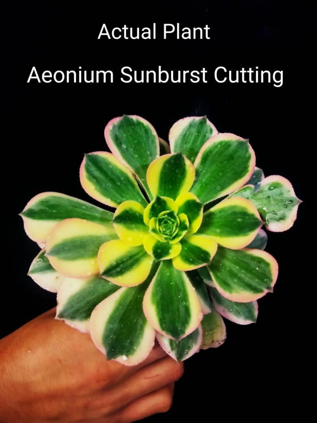 Aeonium Sunburst, Large Rosettes Variegated, Copper Pinwheel, hojas ...