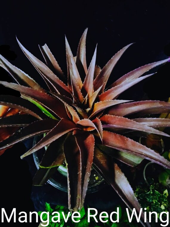 Mangave 'red Wing' a Focal Point for Containers & - Etsy