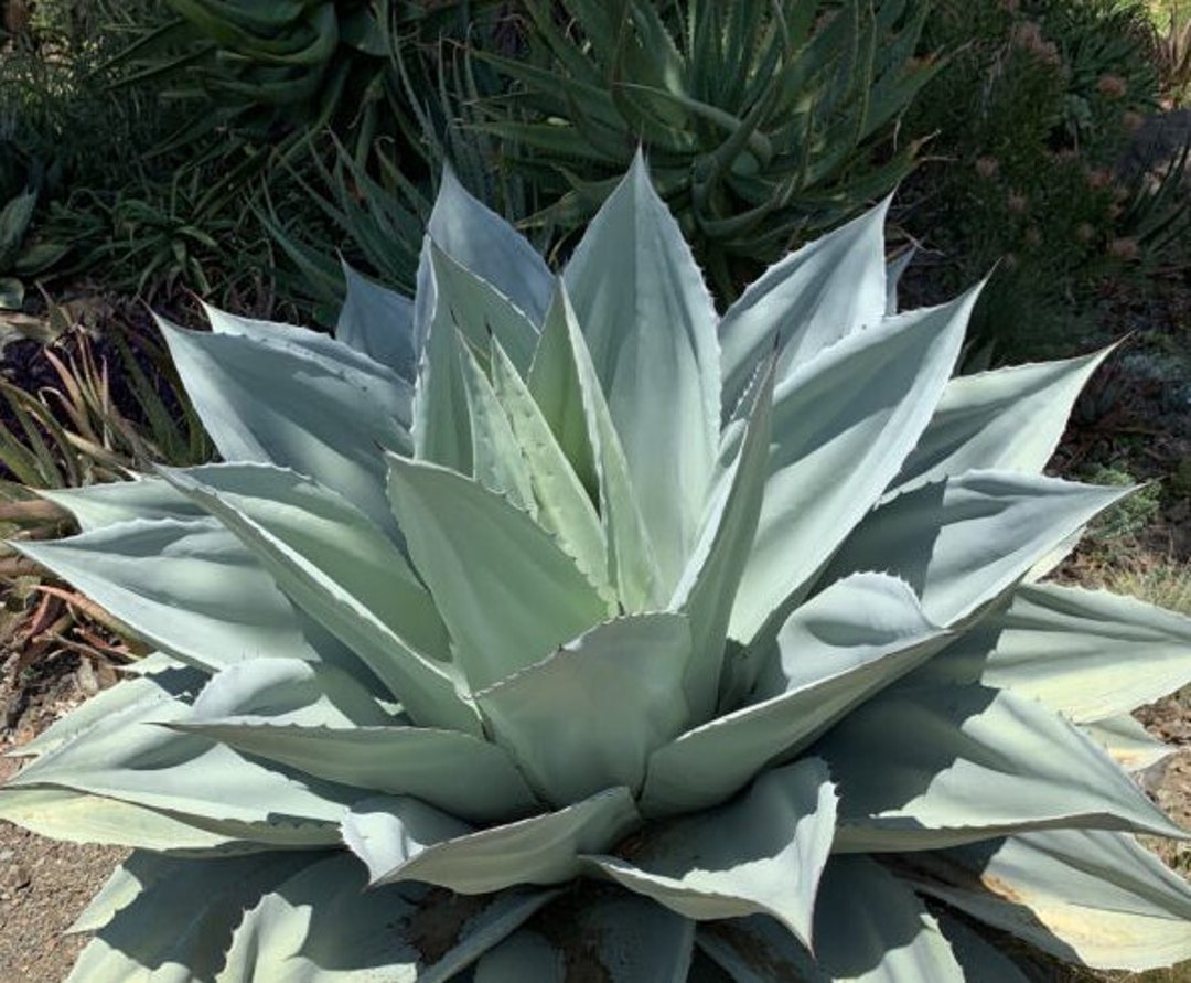Agave Ovatifolia Whale's Tongue Agave Short Wide Gray - Etsy