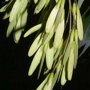 Stubby Bonsai, 2-4 Years Old, Shipped Bareroot, Ash Trees 'lightning ...