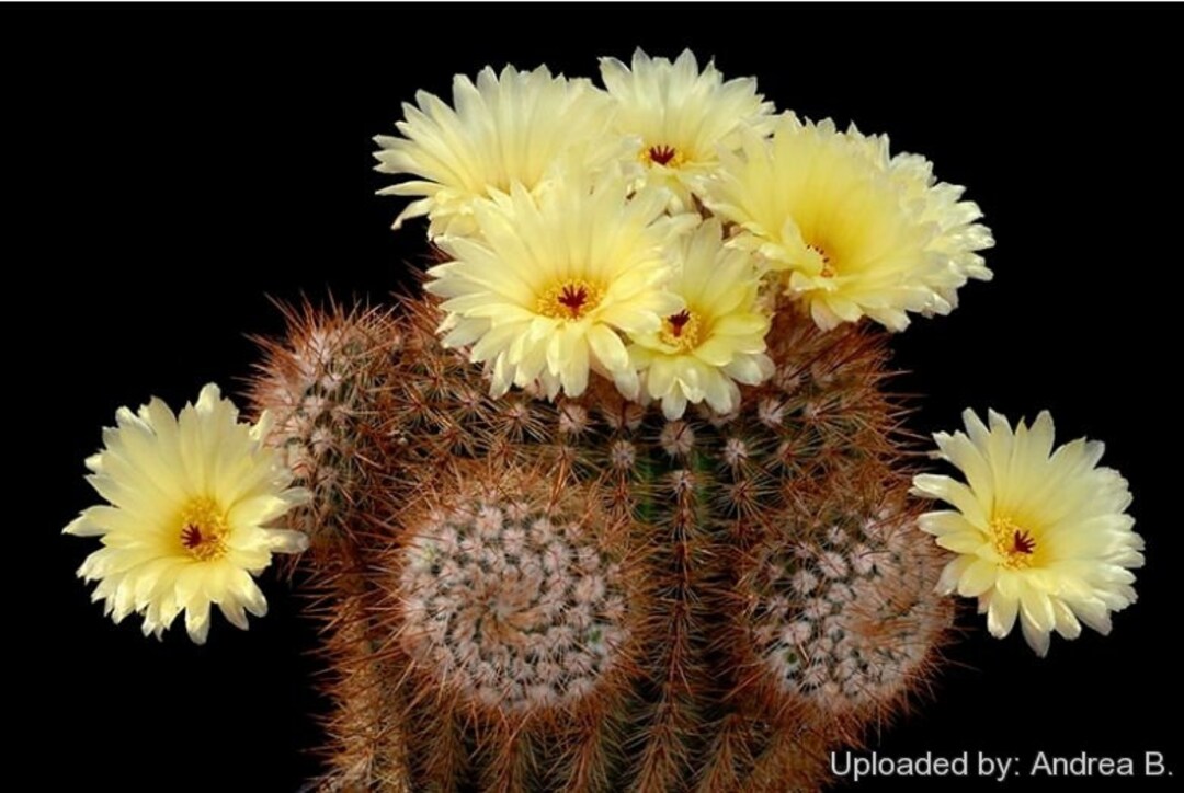 Notocactus Schlosseri, Parodia Erubescens. Dense Cinnamon Spination ...