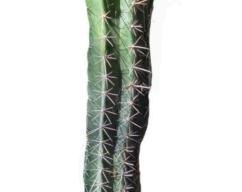 Pachycereus Pecten-aboriginum Indian Comb Cactus - Etsy