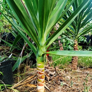 Yucca Schidigera, Soft Tip Yucca, Spanish Bayonet, Spanish Dagger, Soap ...