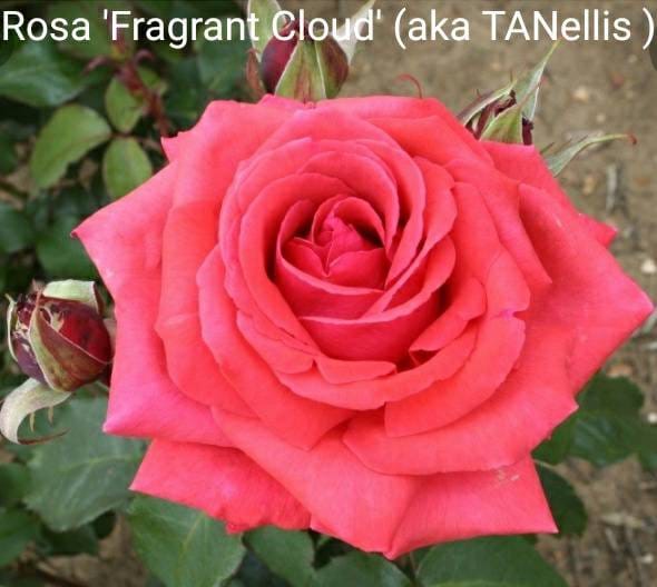 Fragrant Cloud Rose Bush