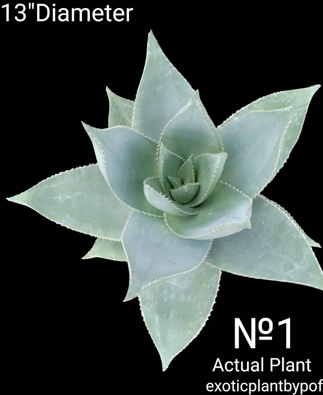 Aloe Striata, Ghost Aloe, Brilliant Red Flowers, Very Salt-tolerant at ...