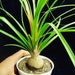 Extra Large Ponytail Palm. Stunning Bulboustrunk & Lush Long Curly ...