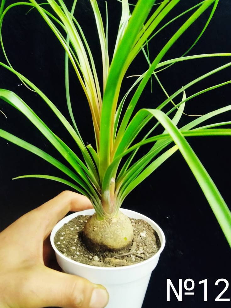 Extra Large Ponytail Palm. Stunning Bulboustrunk & Lush Long Curly ...