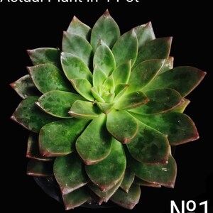 Tacisedum SOLAR FLARE, Unusual Copper-pink Leaf Margin Accentuated by ...