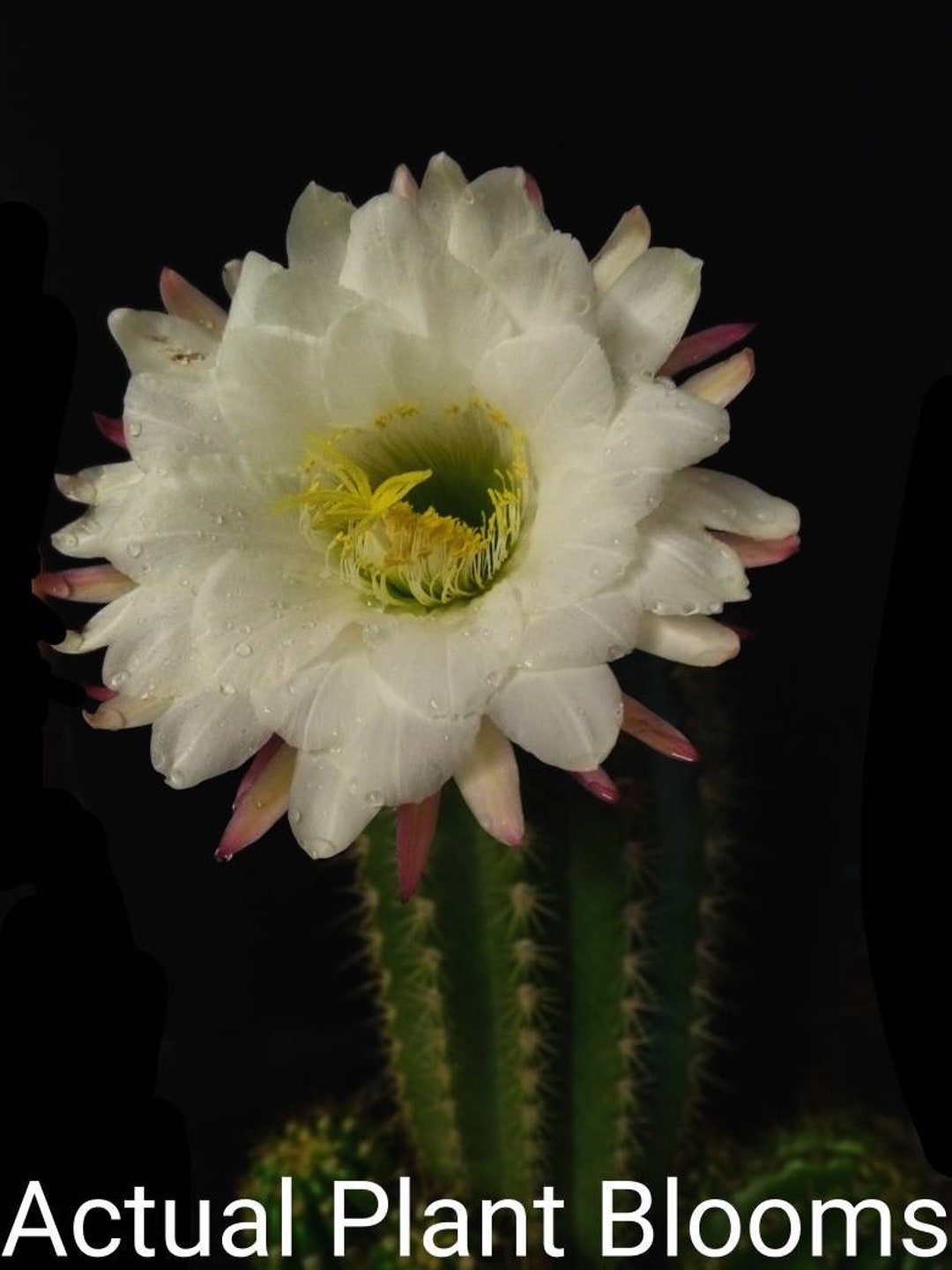 Trichocereus Sun Goddess, Flying Saucer, Red Flower, Handsome Columnar ...