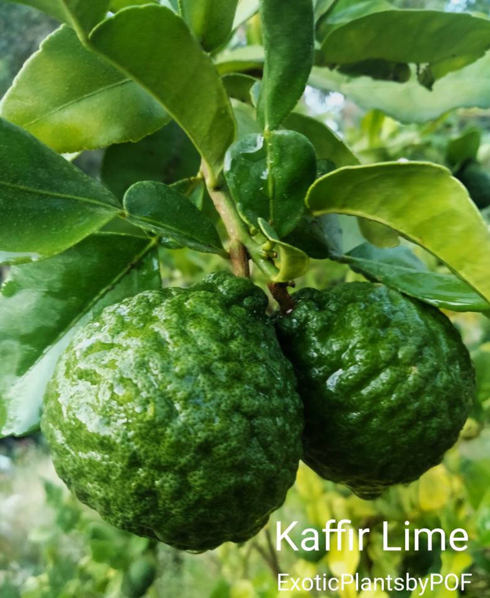 Kaffir Lime Fresh Fruit Citrus Hystrix Jeruk Purut Makrud - Etsy