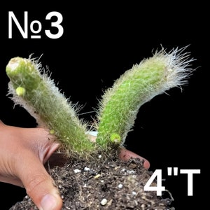 Monkey Tail Inermis Cactus, Hildewintera Colademononis Inermis . USDA ...