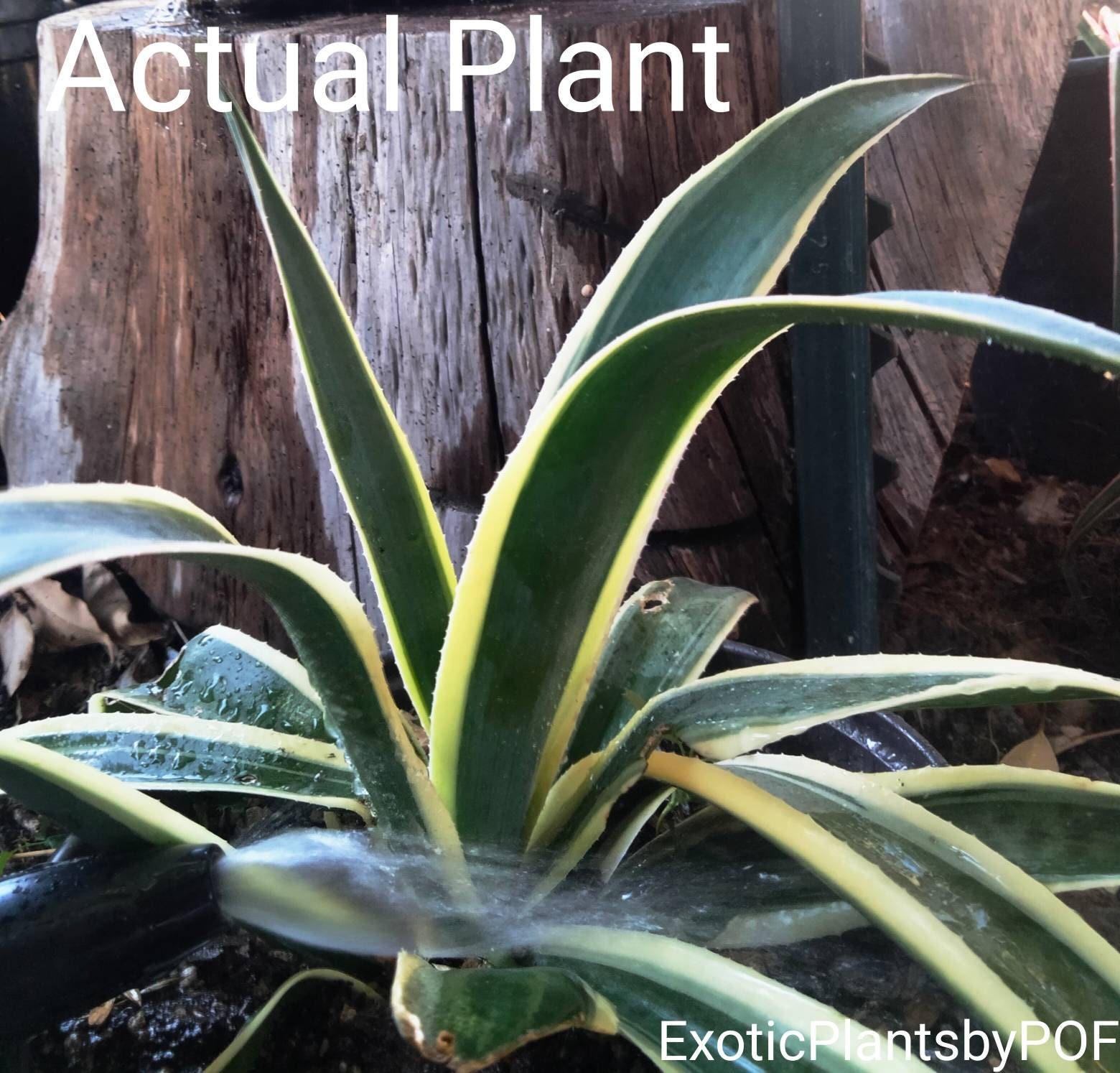 Rare Succulent 'snow Leopard' Mangave Variegated Spot - Etsy